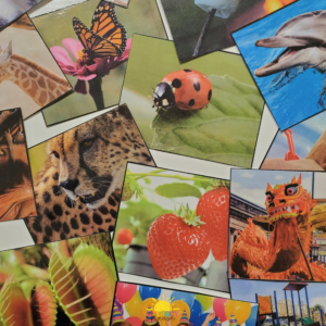 Brave Spelling is Exactly What Your Students Need - Literacy Please